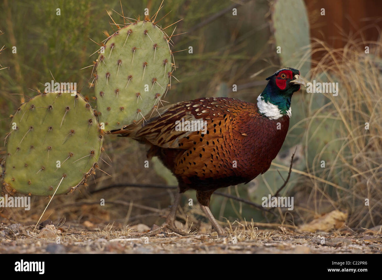 Ring-necked Pheasant (Phasianus colchicus) Arizona - Sonoran Desert ...
