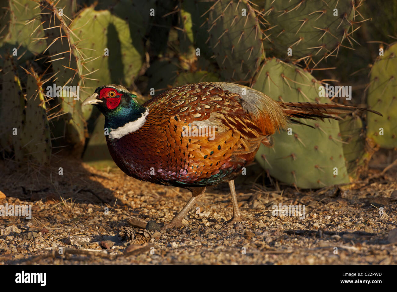 Ring-necked Pheasant (Phasianus colchicus) Arizona - Sonoran Desert ...