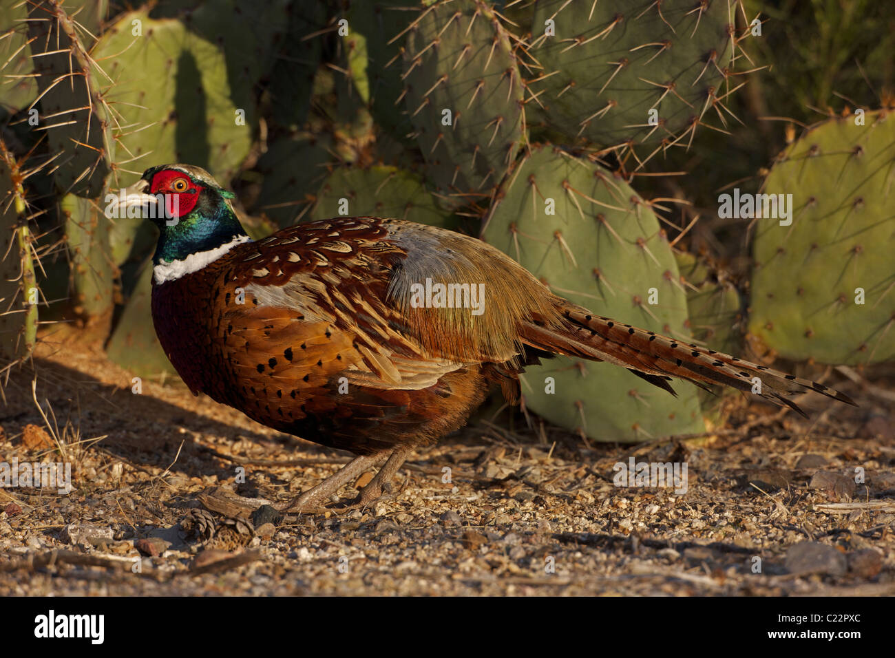 Ring-necked Pheasant (Phasianus colchicus) Arizona - Sonoran Desert ...