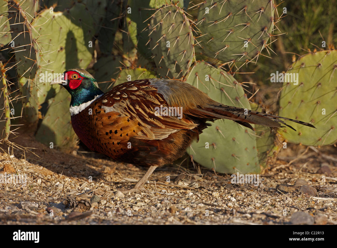 Ring-necked Pheasant (Phasianus colchicus) Arizona - Sonoran Desert ...