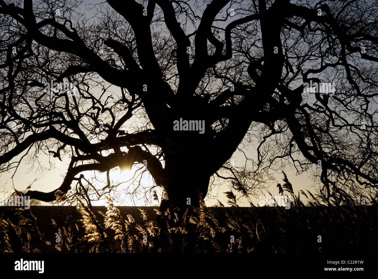 Oak tree, Suffolk, England Stock Photo - Alamy