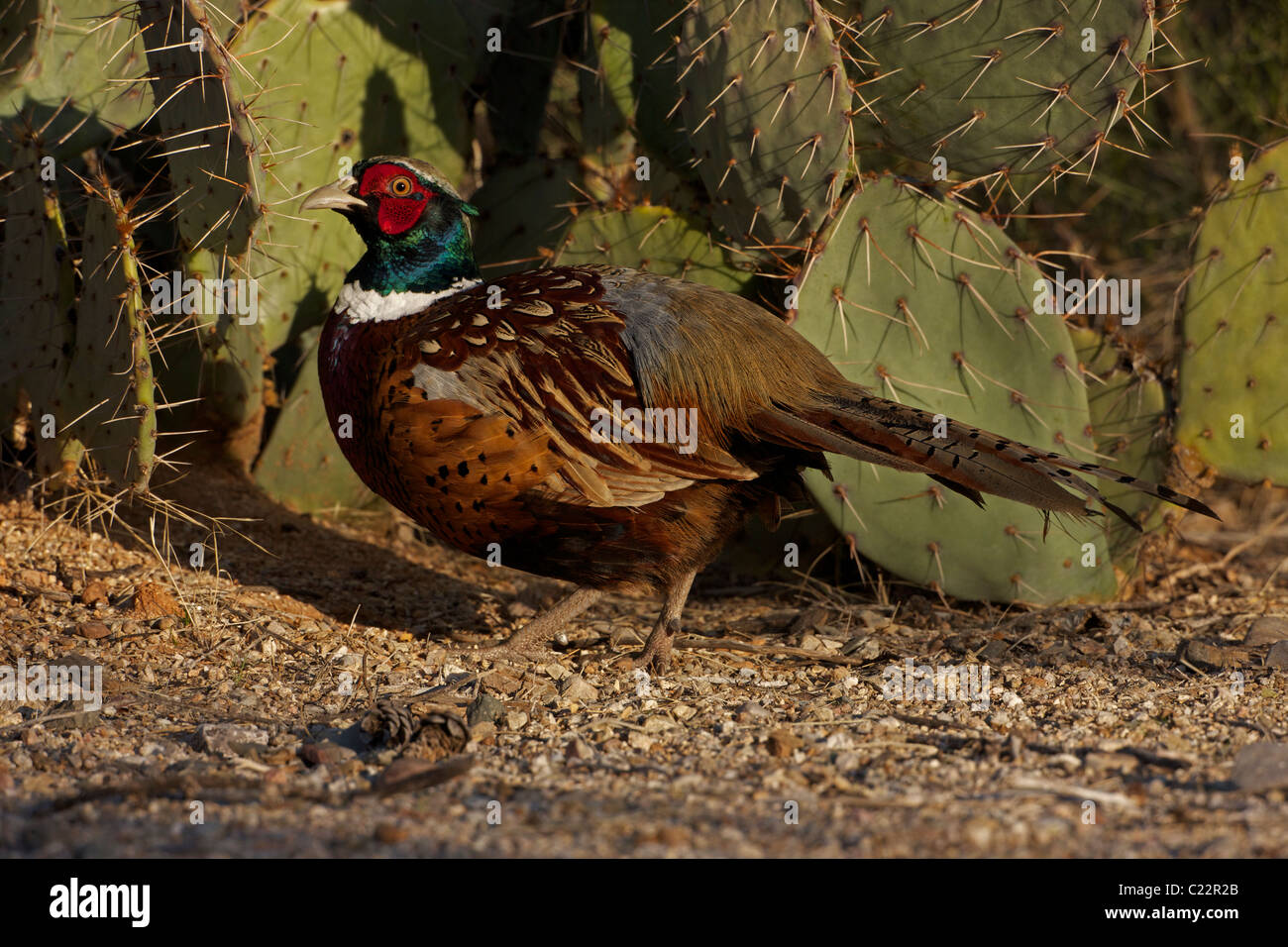 Ring-necked Pheasant (Phasianus colchicus) Arizona - Sonoran Desert ...