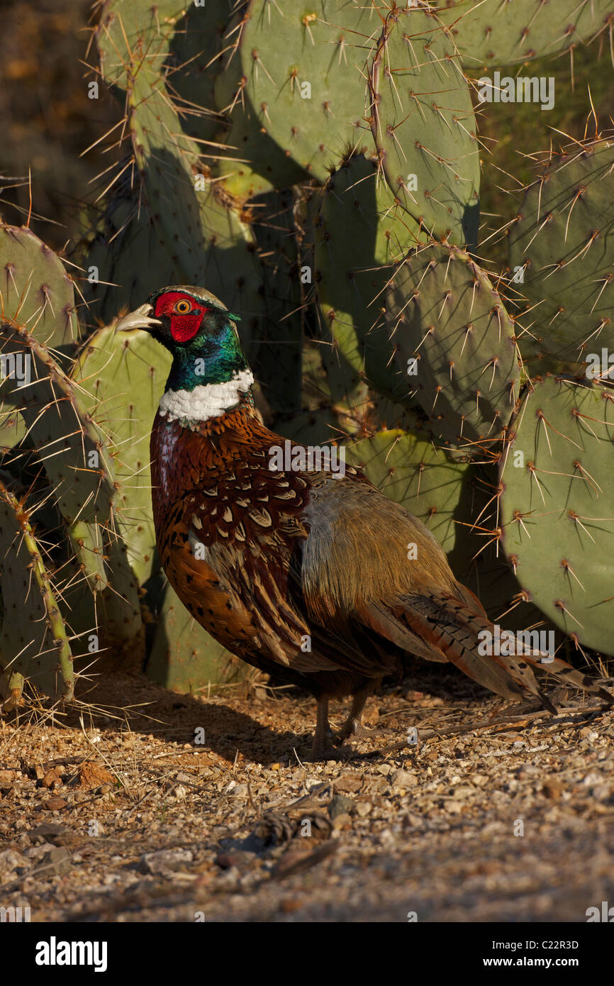 Ring-necked Pheasant (Phasianus colchicus) Arizona - Sonoran Desert ...