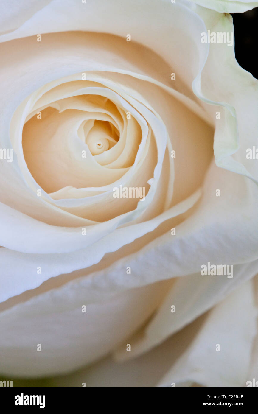 Closeup of single white rose Stock Photo - Alamy