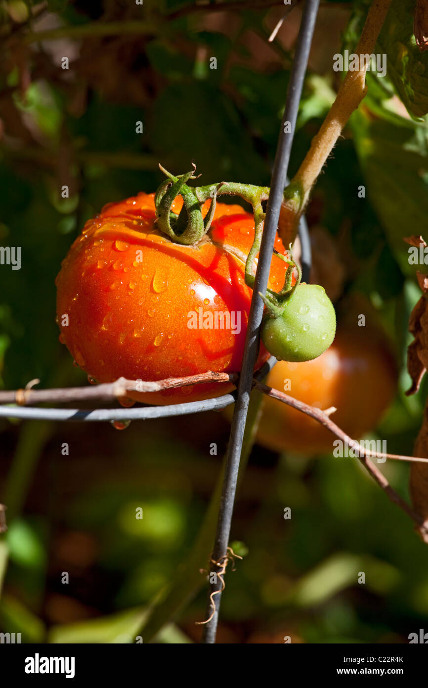 Tomato images hi-res stock photography and images - Alamy