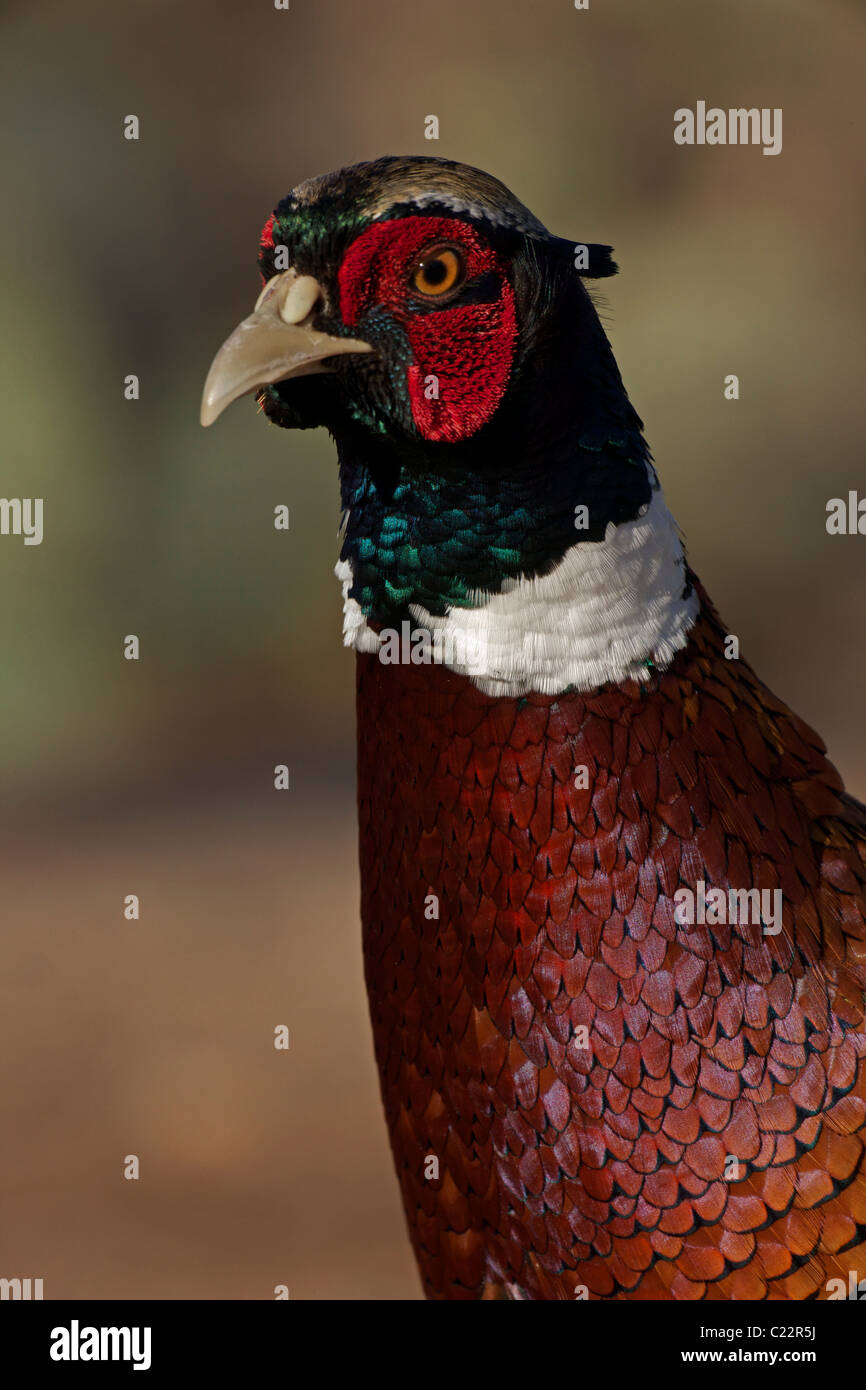 Ring-necked Pheasant (Phasianus colchicus) Arizona - Sonoran Desert ...