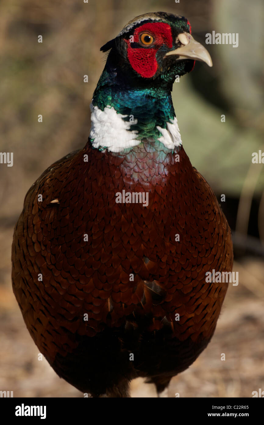 Ring-necked Pheasant (Phasianus colchicus) Arizona - Sonoran Desert ...