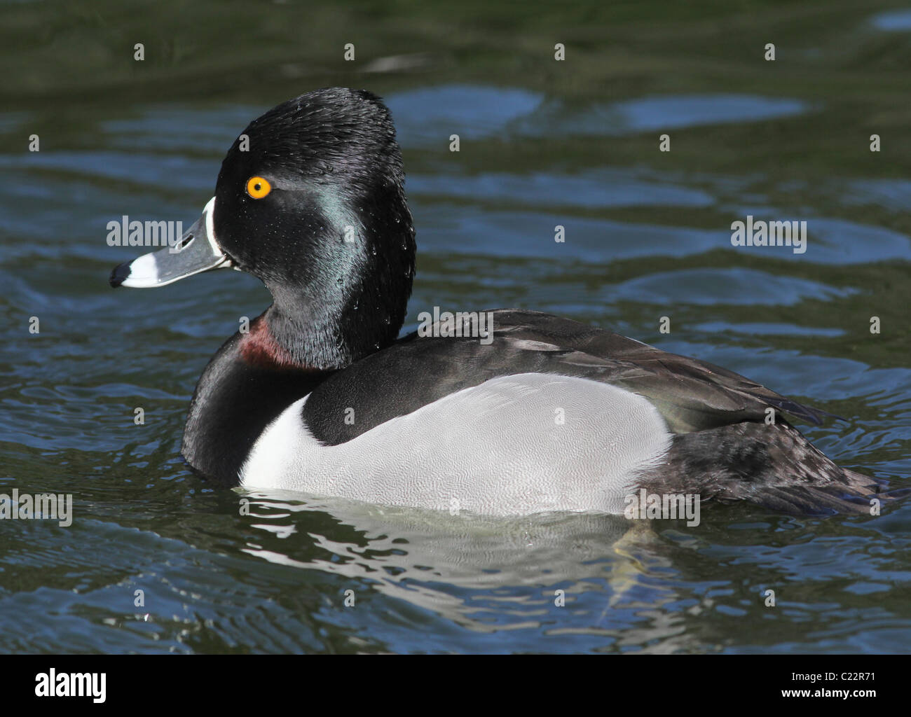 ring necked duck Palo Alto Baylands Park California Stock Photo - Alamy
