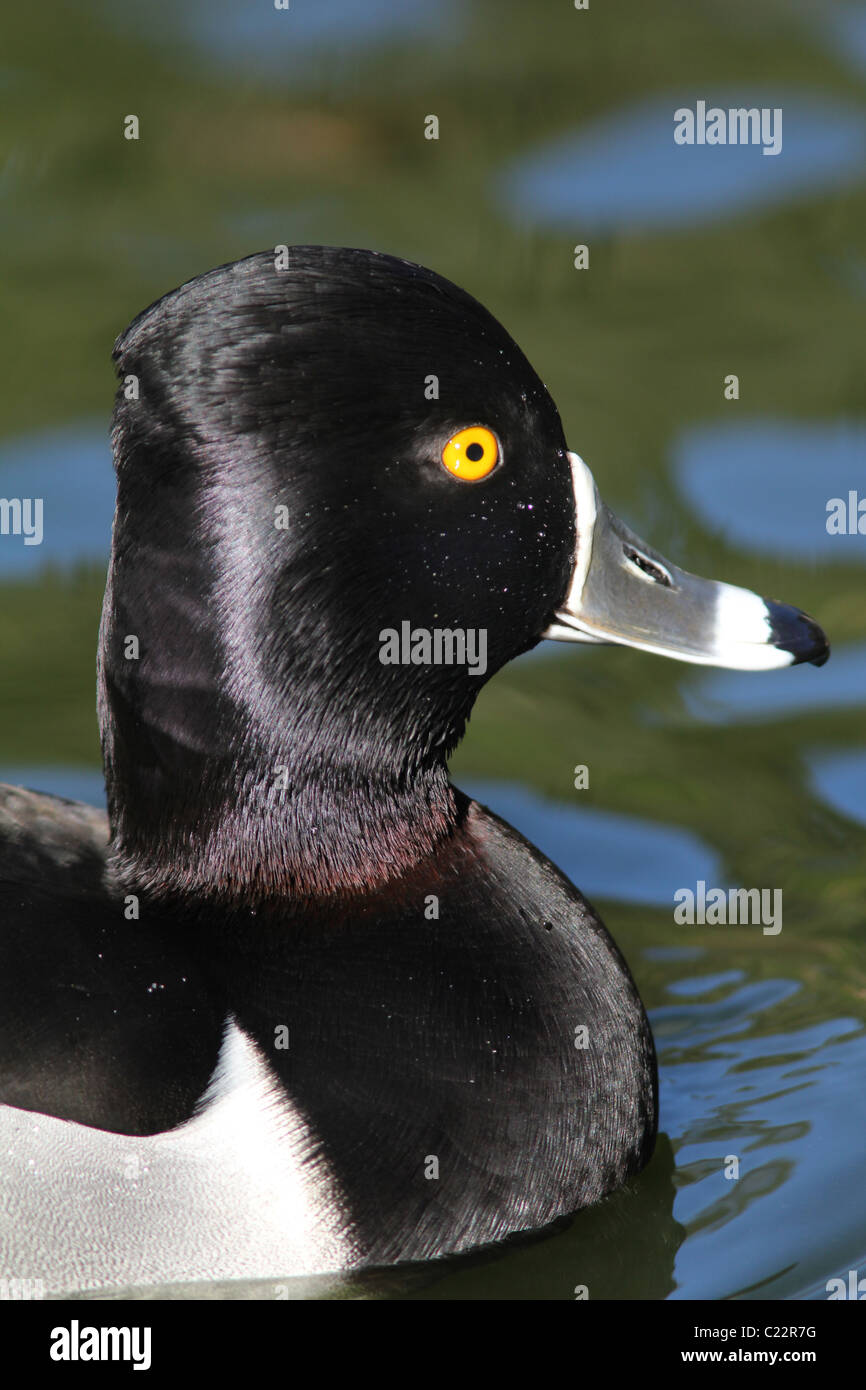 ring necked duck Palo Alto Baylands Park California Stock Photo - Alamy