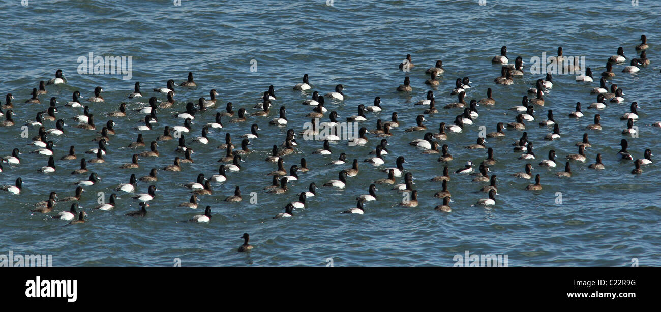 Lesser scaup duck Palo Alto Baylands Park California Stock Photo - Alamy
