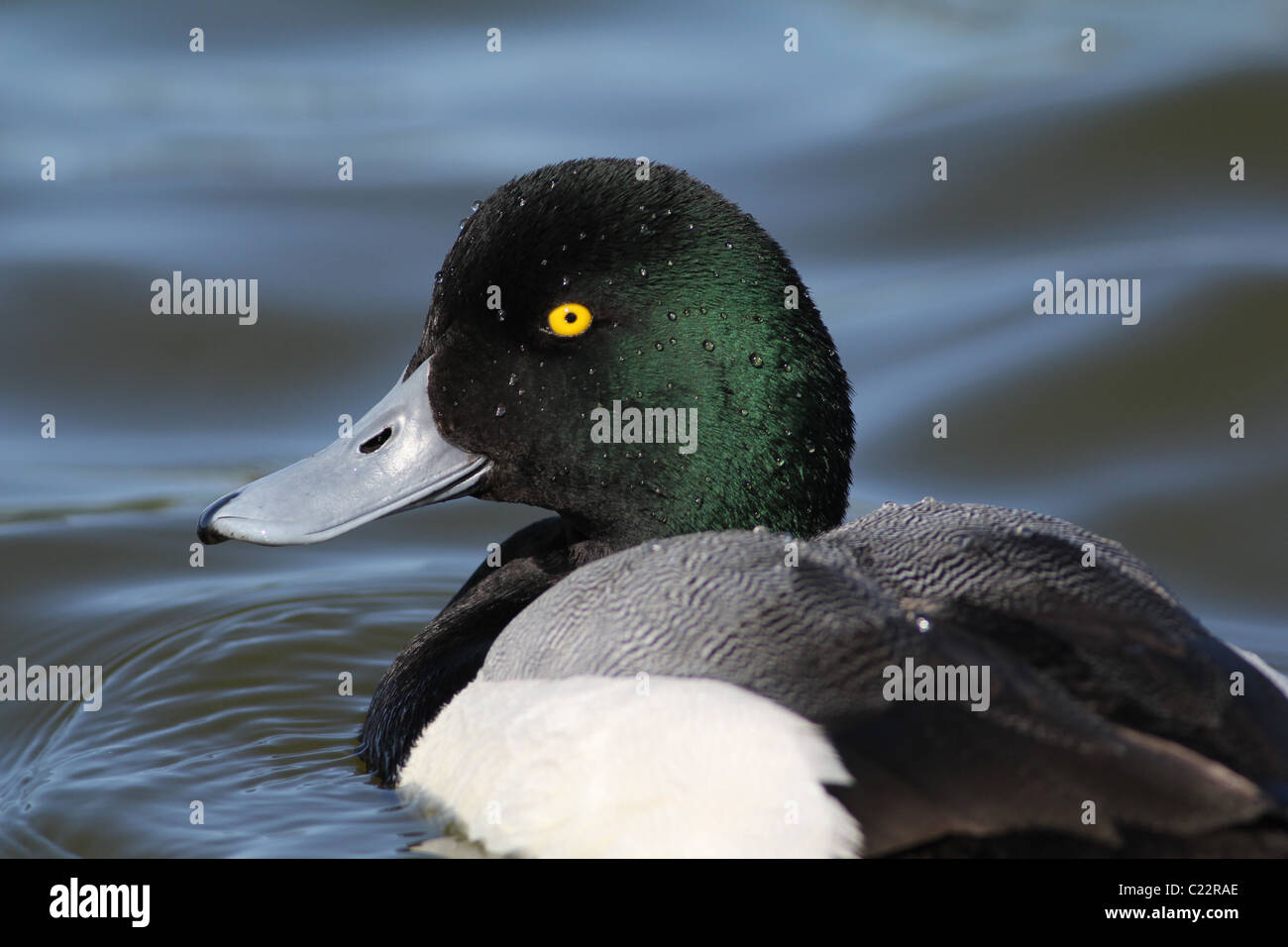 greate scaup duck Palo Alto Baylands Park California dimorphism san ...