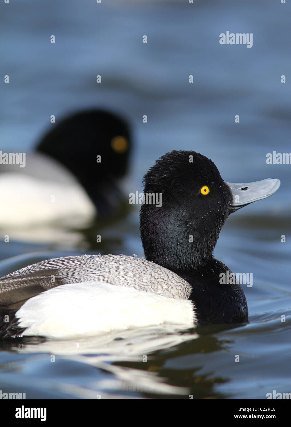 lesser scaup duck Palo Alto Baylands Park California Stock Photo - Alamy