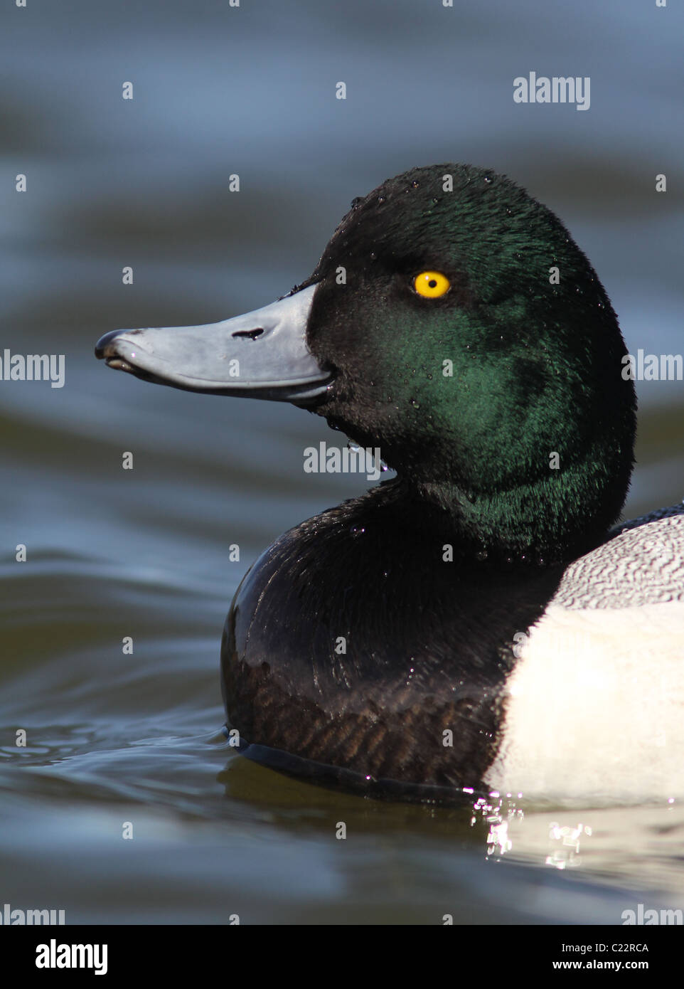 greater scaup duck Palo Alto Baylands Park California Stock Photo - Alamy