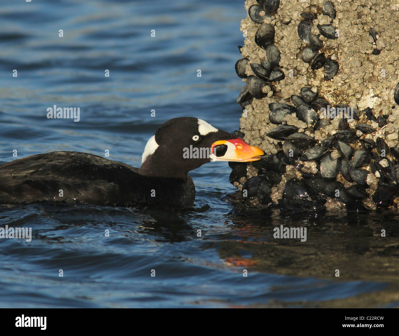 surf scoter duck eating shellfish San Francisco bay California Stock ...