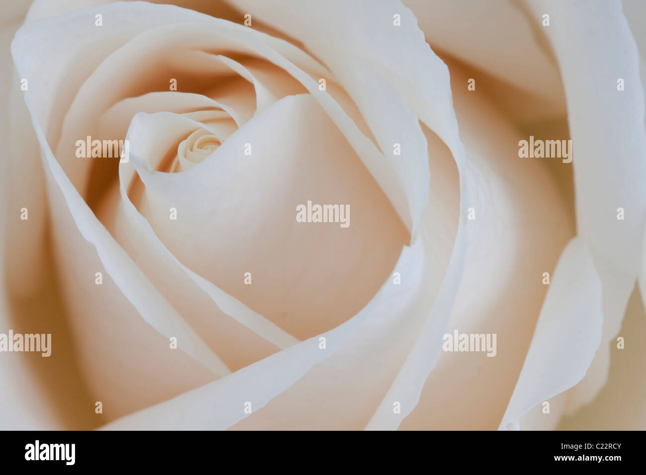 Single white rose closeup Stock Photo - Alamy