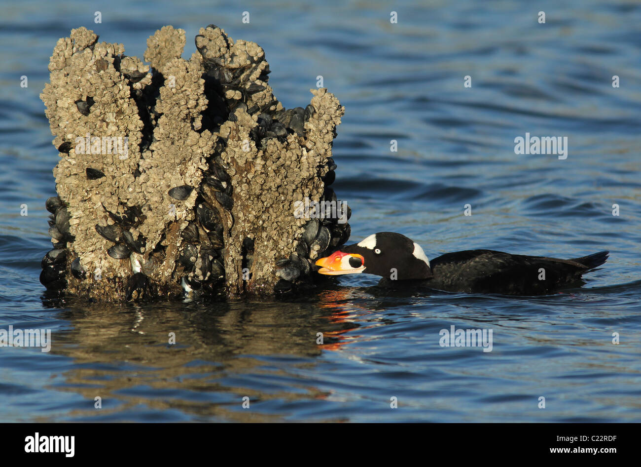 surf scoter duck eating shellfish San Francisco bay California Stock ...