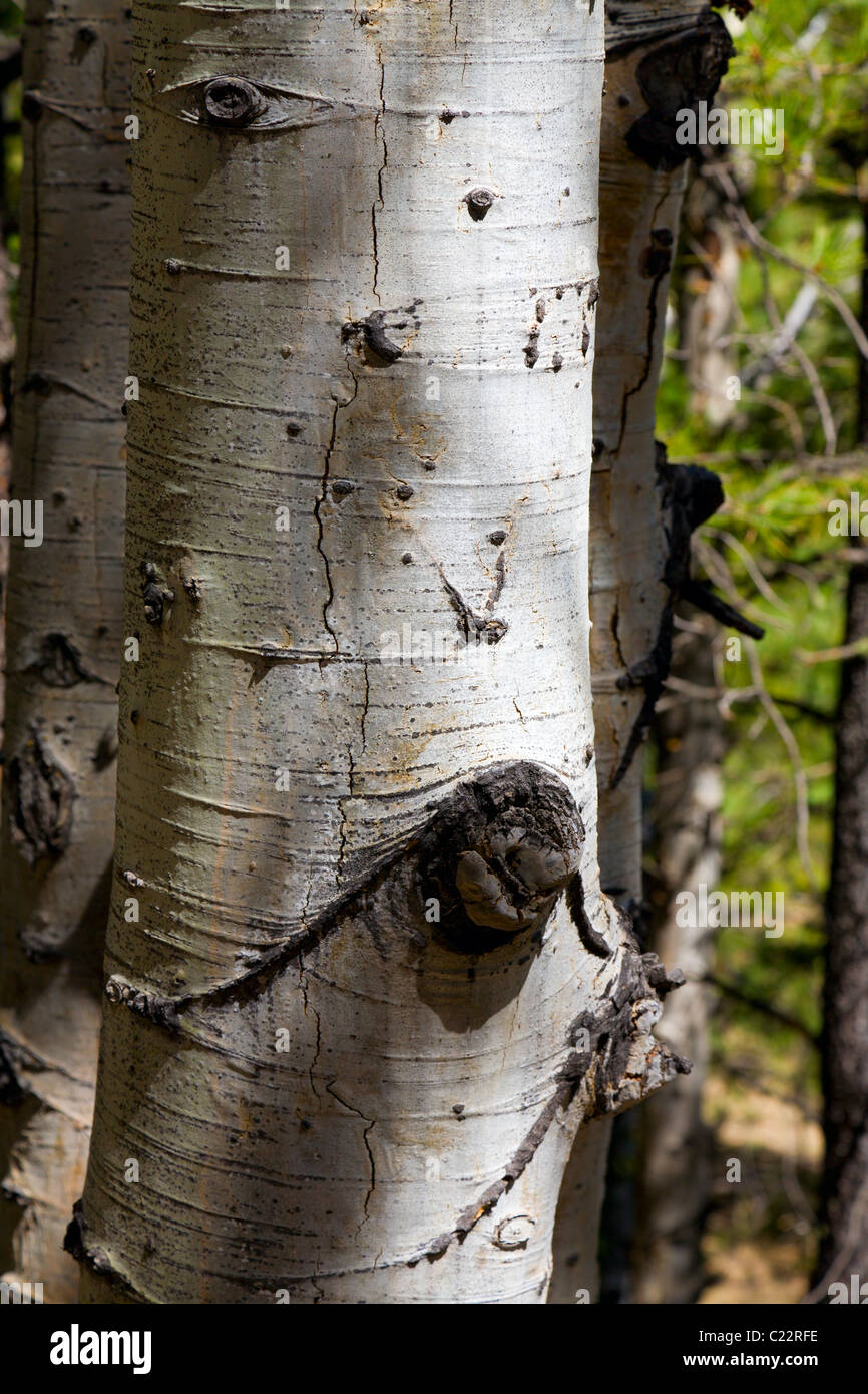 Aspen wood texture hi-res stock photography and images - Alamy