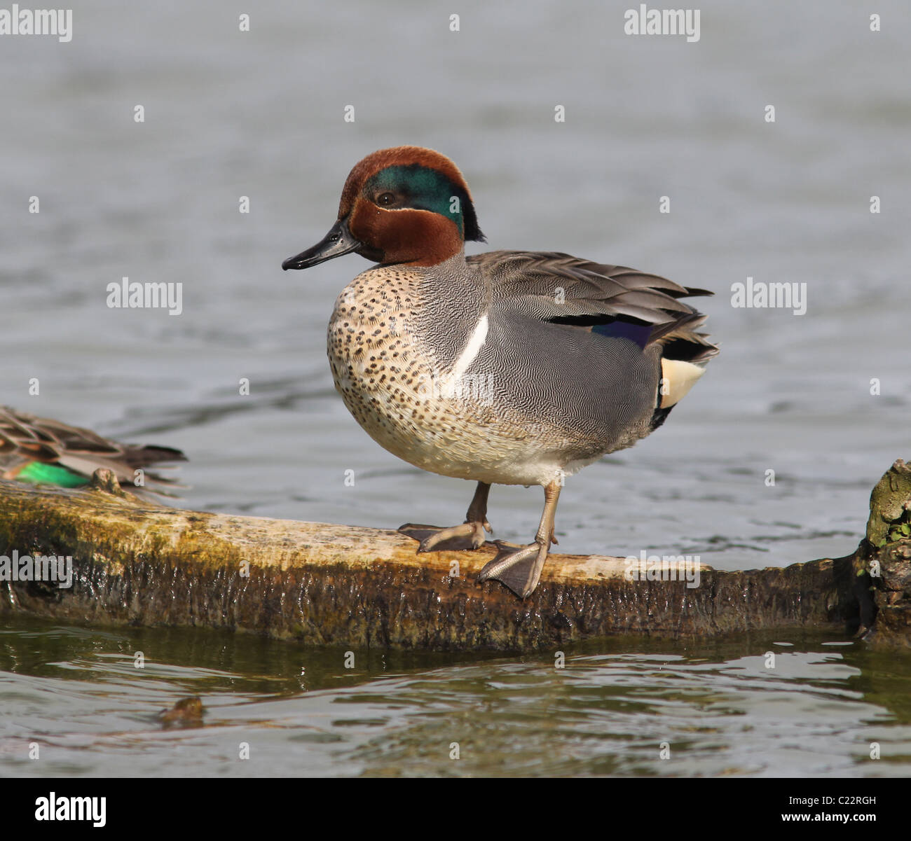 Palo alto duck pond hi-res stock photography and images - Alamy