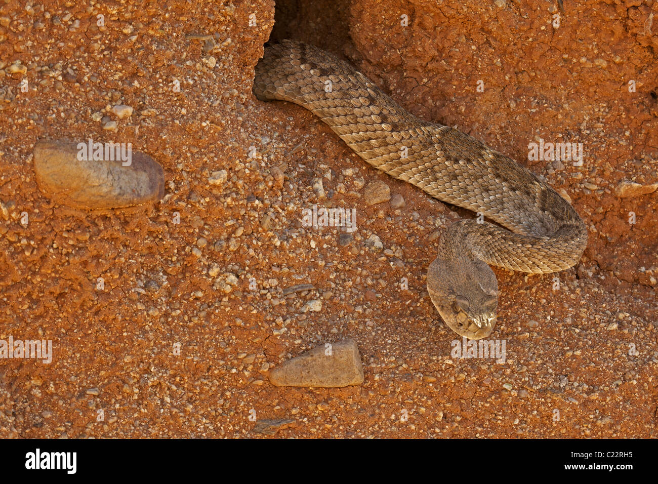 Western Diamond-backed Rattlesnake(s) (Crotalus atrox) -Arizona – USA ...