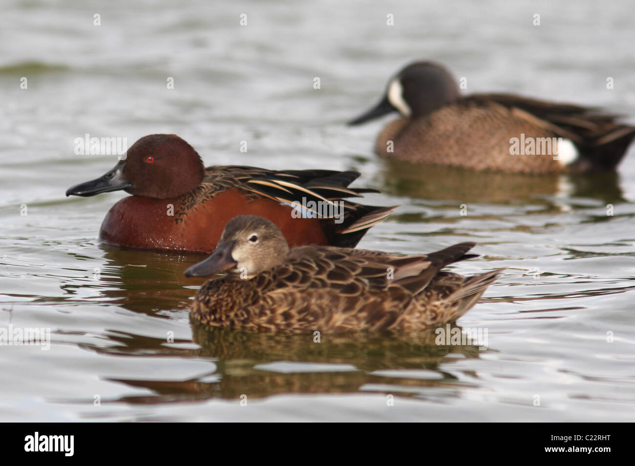 blue winged Cinnamon teal duck Palo Alto Baylands Park California Stock ...