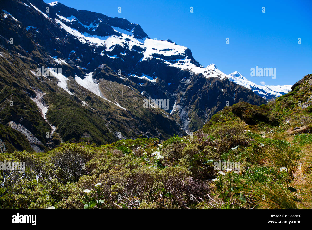New zealand alpine plants hi-res stock photography and images - Alamy