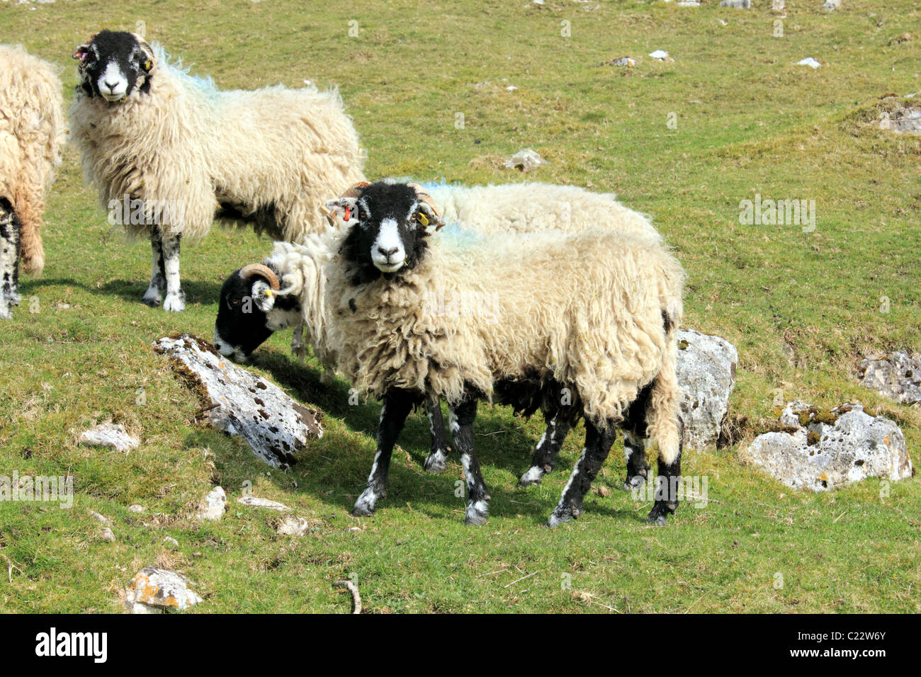 Sheep yorkshire dales hi-res stock photography and images - Alamy