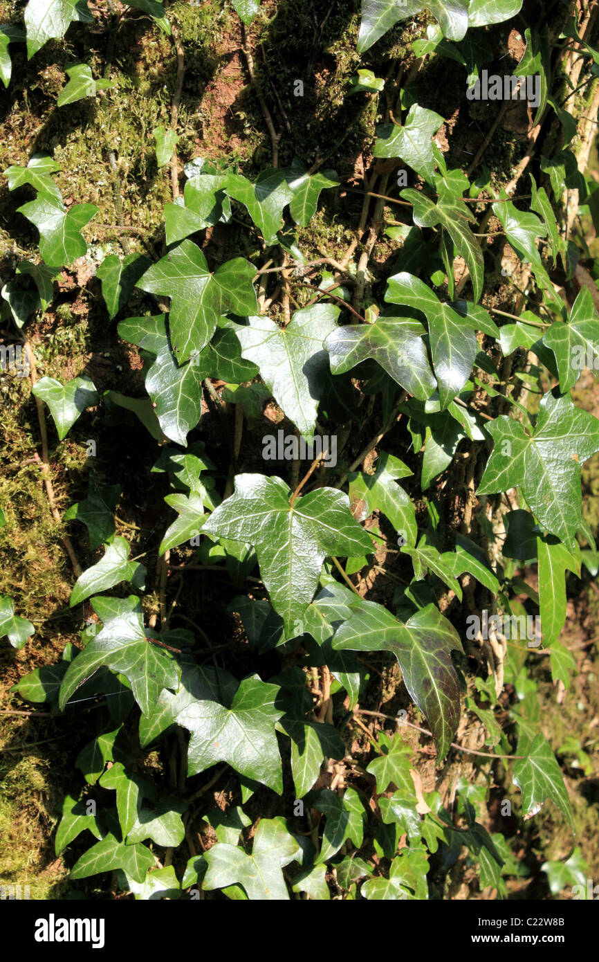 Ivy Leaves Hedera Spp Family Araliaceae Stock Photo - Alamy