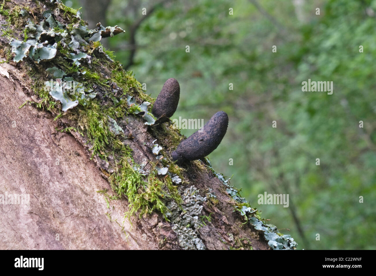Xylaria fungus (Xylaria cubensis). Another scientific names are ...