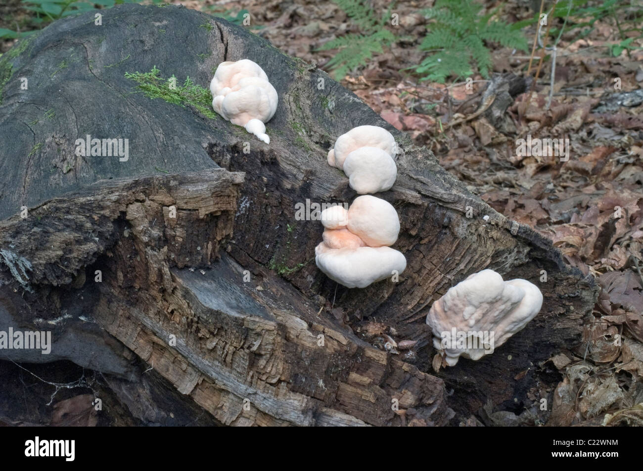 Sulphur shelf (Laetiporus sulphureus Stock Photo - Alamy