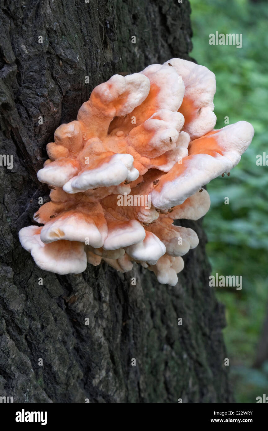 Sulphur shelf (Laetiporus sulphureus Stock Photo - Alamy