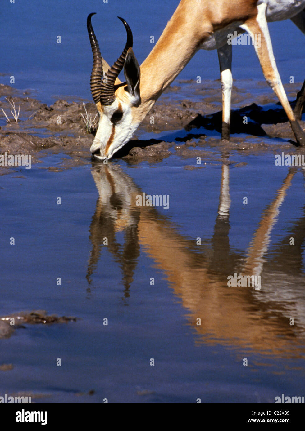 Springbok (Antidorcas marsupialis) drinking at waterhole with ...
