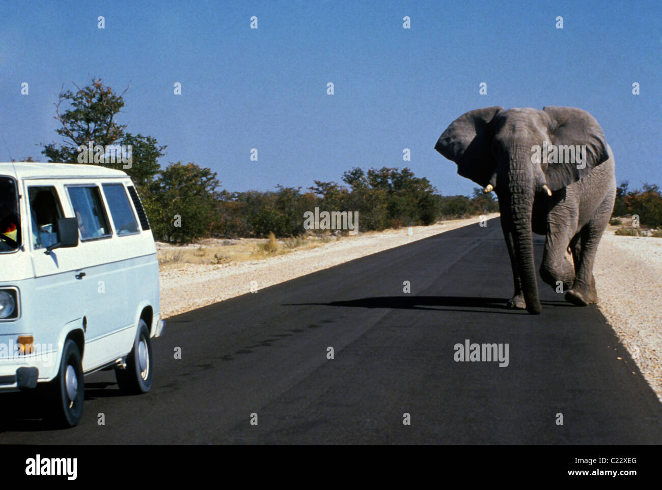 Elephant chasing car down road Stock Photo - Alamy