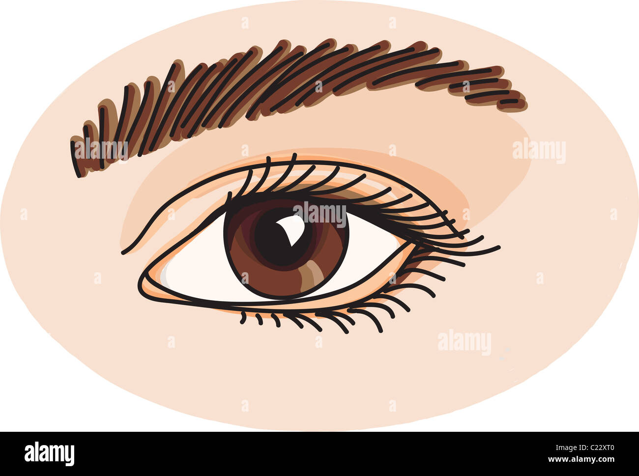 Eye Anatomy Illustration High Resolution Stock Photography and Images ...
