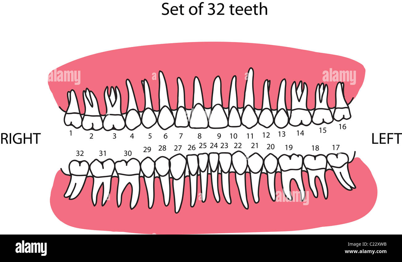 Structure of human teeth illustration Stock Photo - Alamy