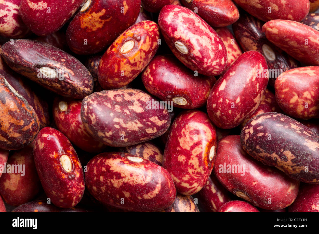Common bean variety hi-res stock photography and images - Alamy