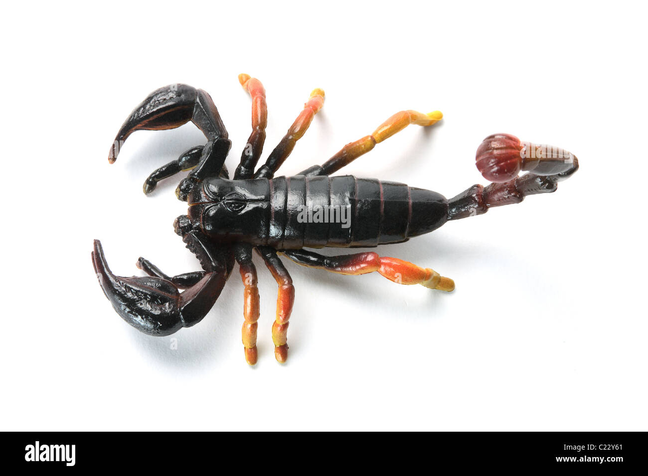 Plastic toy scorpion hi-res stock photography and images - Alamy