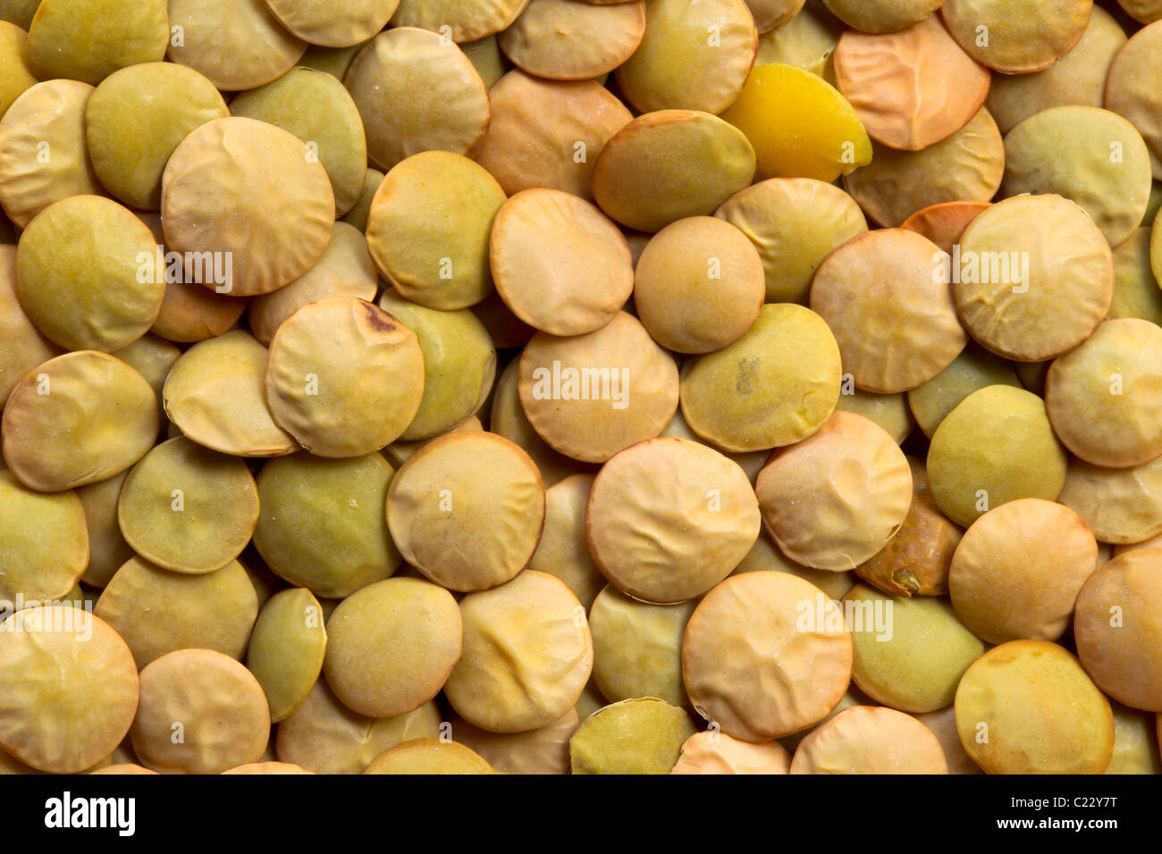 The Lentil Lens Culinaris It Is A Bushy Annual Plant Of The Legume ...