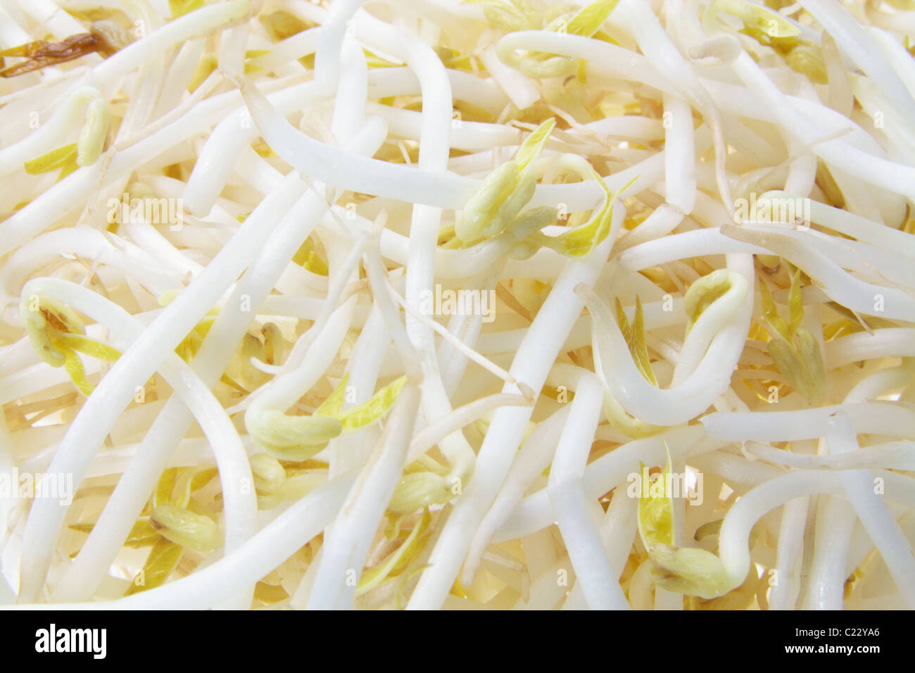 Raw sprouts studio hi-res stock photography and images - Alamy