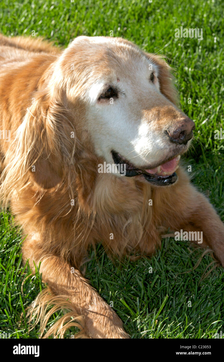 Golden Retriever - mature Stock Photo - Alamy