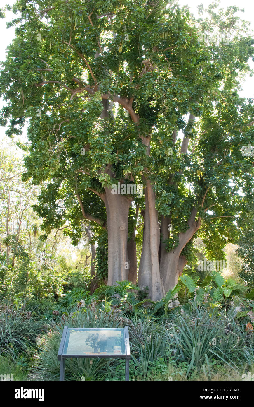 Omba Tree in an Arboretum Stock Photo - Alamy