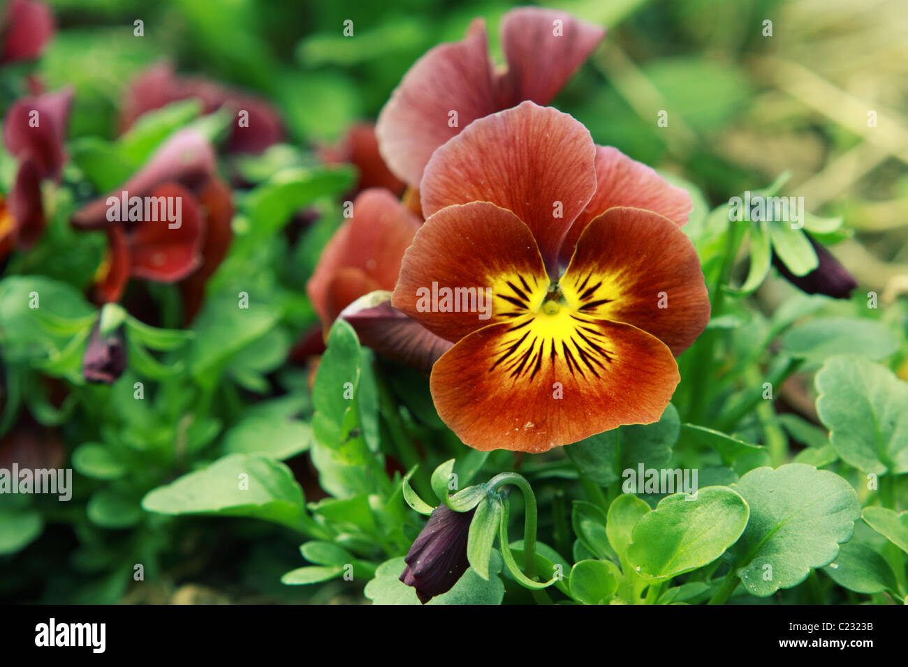 Viola yellow brown hi-res stock photography and images - Alamy