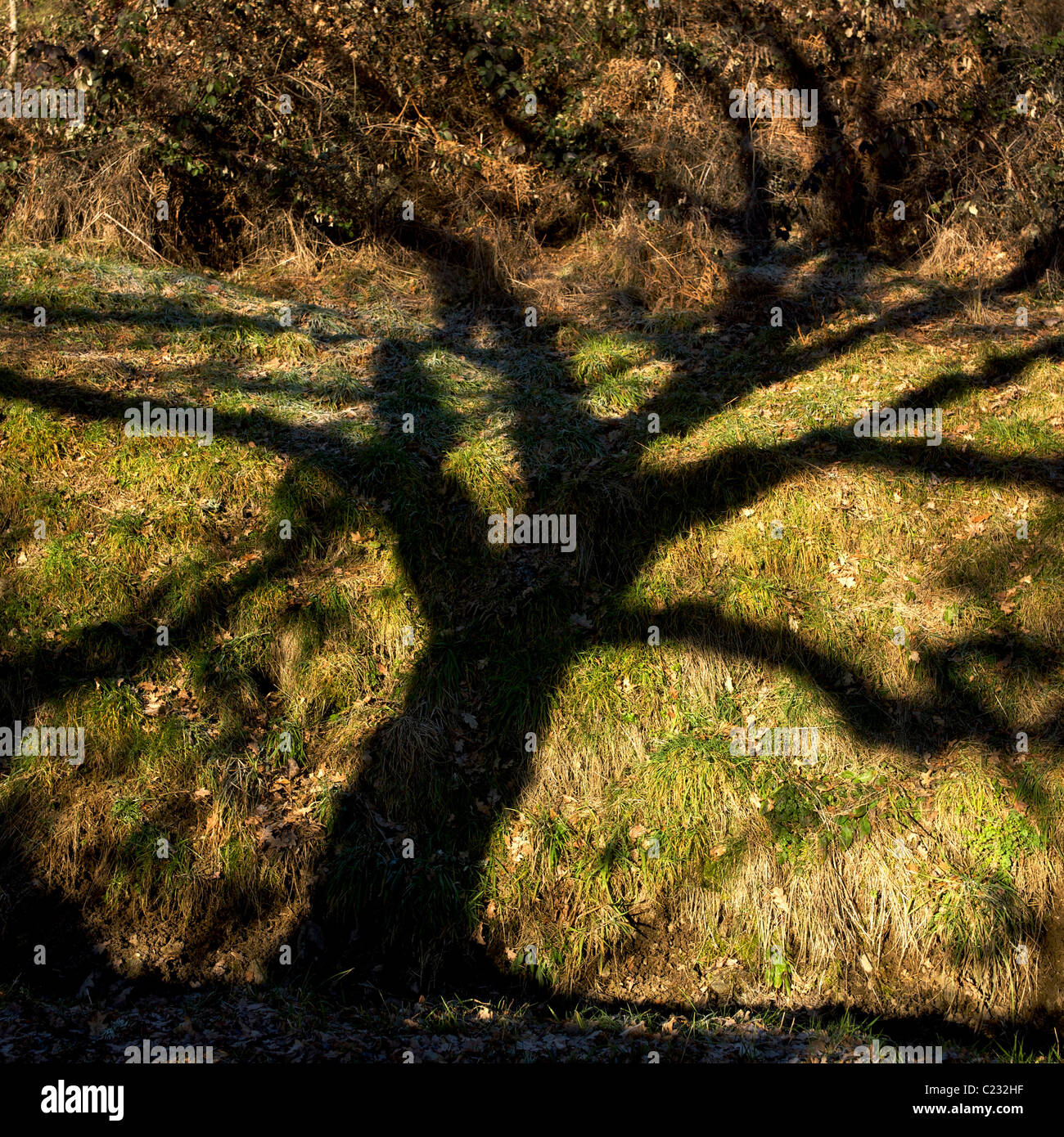 Grassy shadow hi-res stock photography and images - Alamy