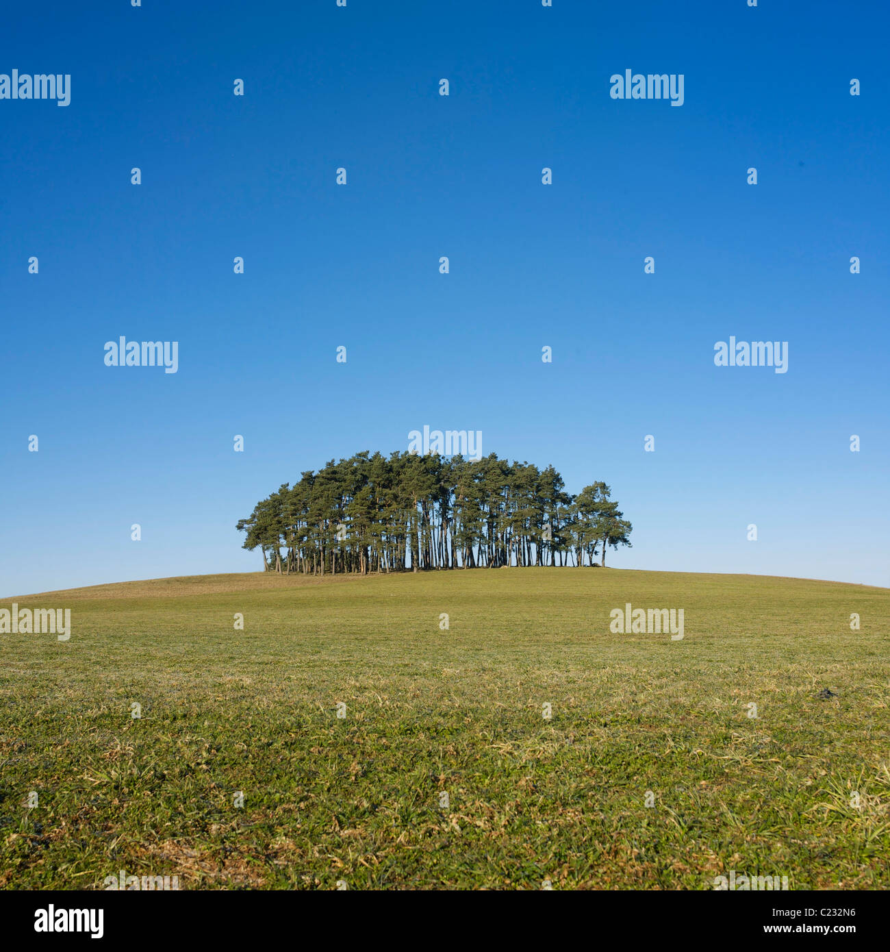 Trees on a hilltop Stock Photo - Alamy