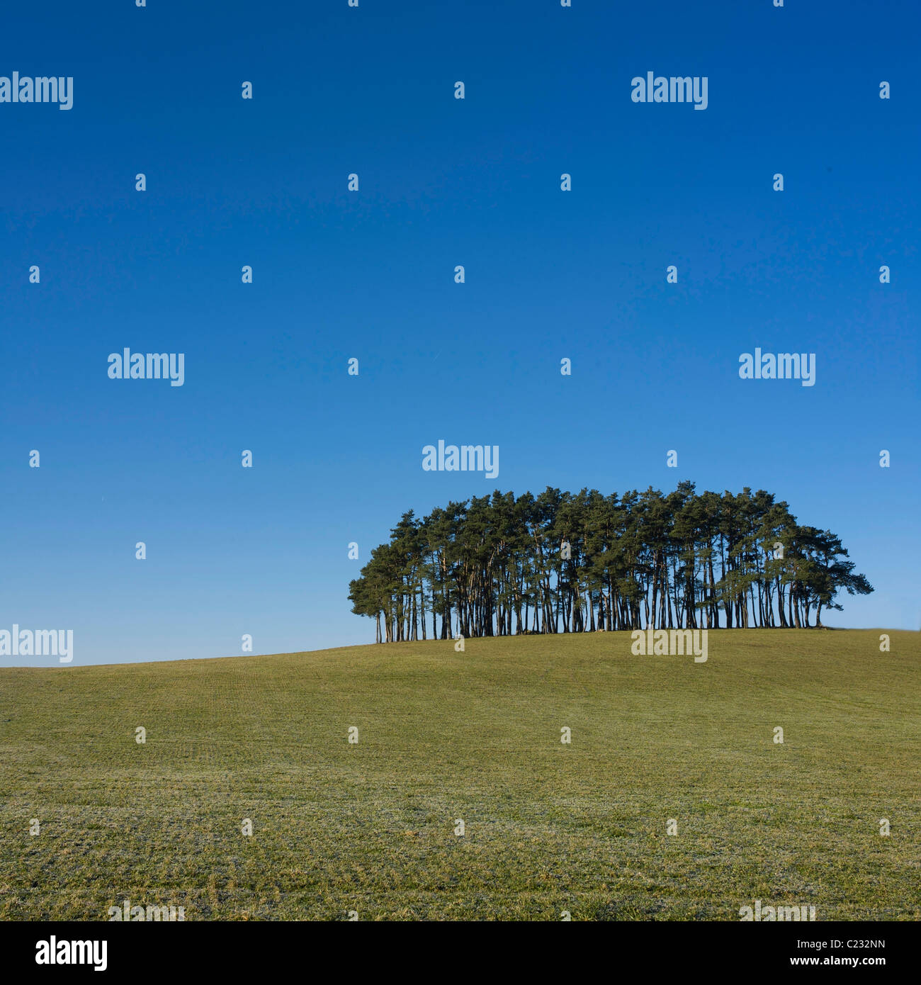 Serenity of a tree line against a clear blue sky in a lush green ...