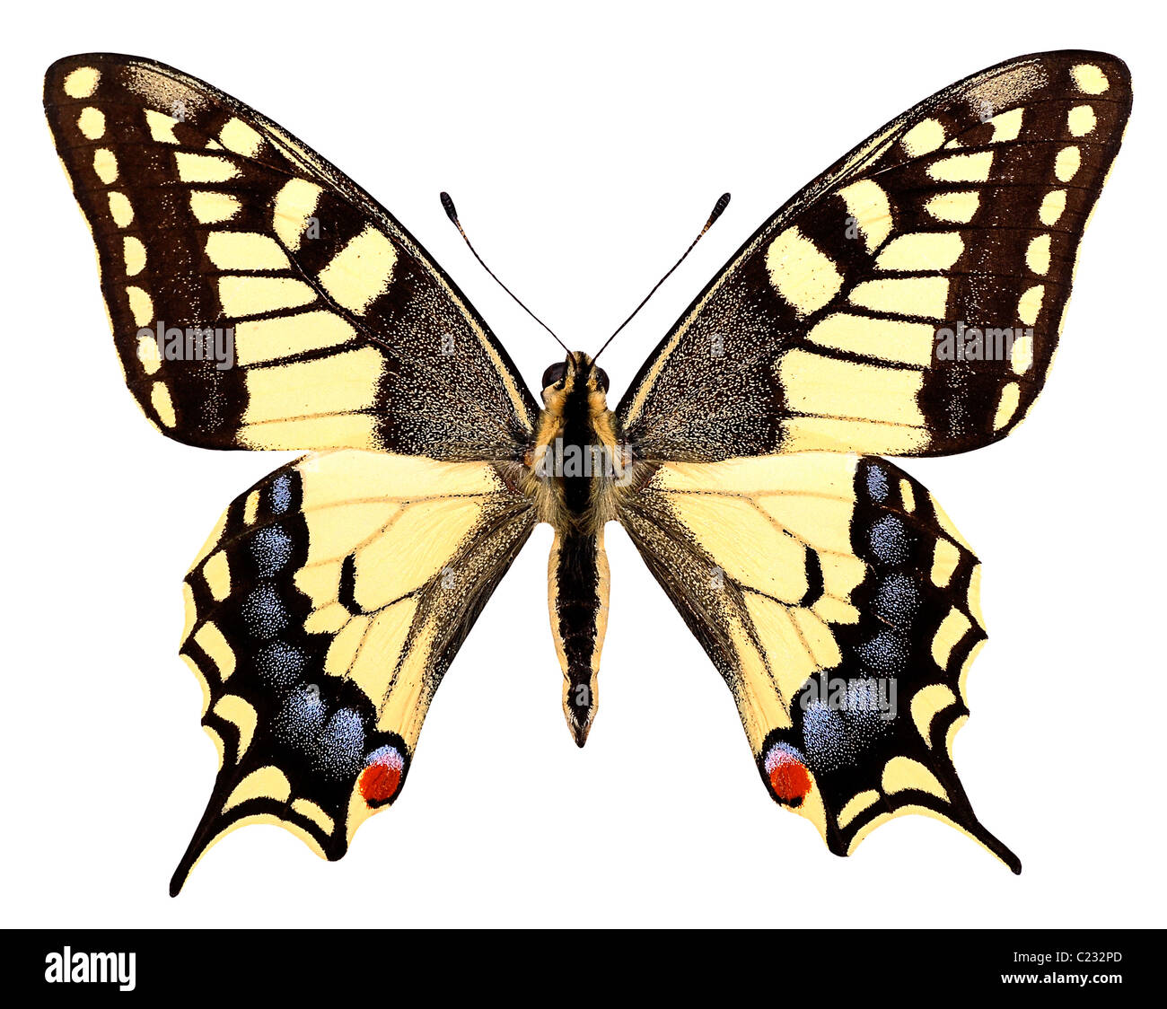 Swallowtail butterfly (Papilio machaon) seen on top isolated on white ...