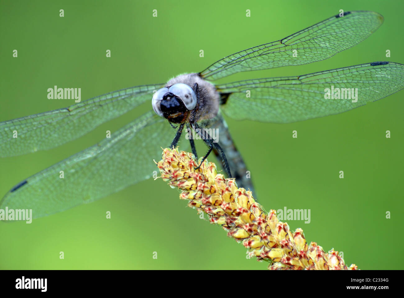 Macro blue dragonfly of face on grass, green background Stock Photo - Alamy