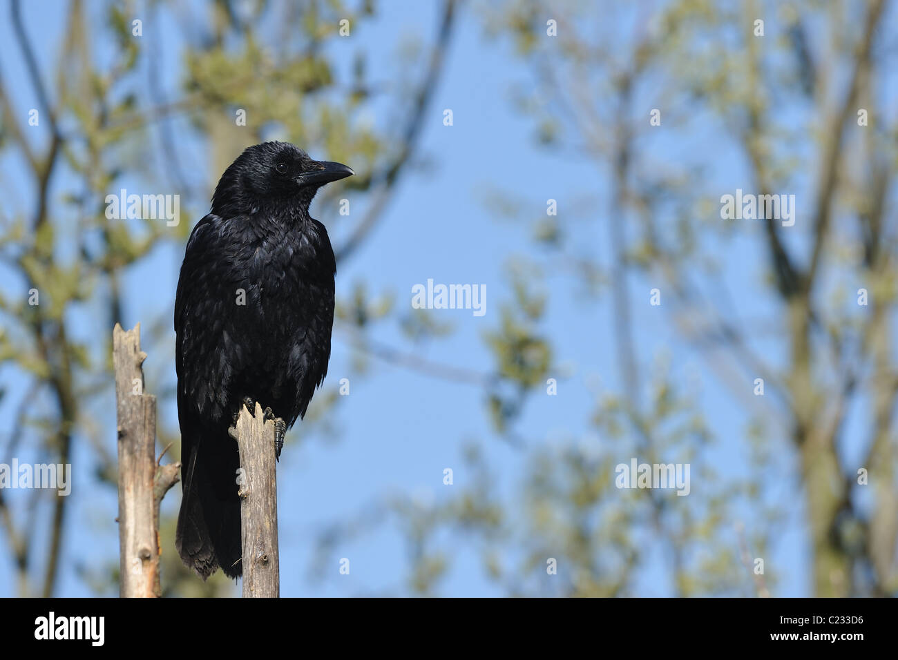 Carrion crow - Eurasian crow (Corvus corone) perched on a dead branch ...