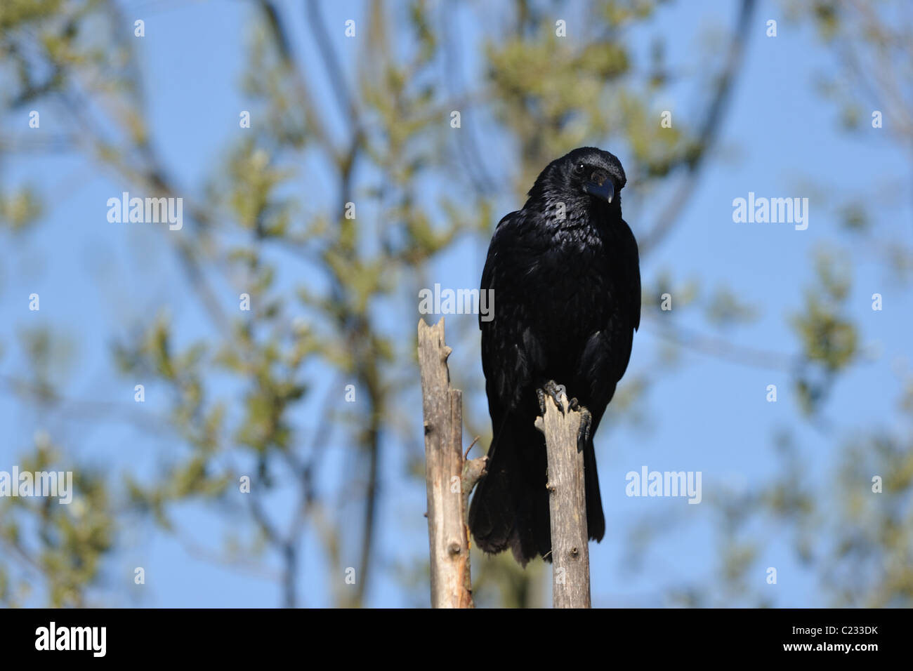 Carrion crow - Eurasian crow (Corvus corone) perched on a dead branch ...