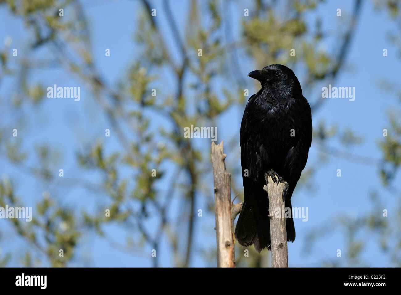 Carrion crow - Eurasian crow (Corvus corone) perched on a dead branch ...