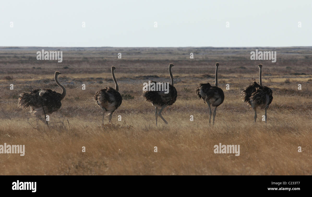Side view of ostriches hi-res stock photography and images - Alamy